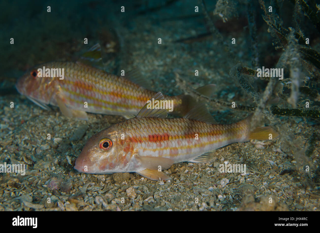 Gestreifte Rotbarbe Stockfotos und -bilder Kaufen - Alamy