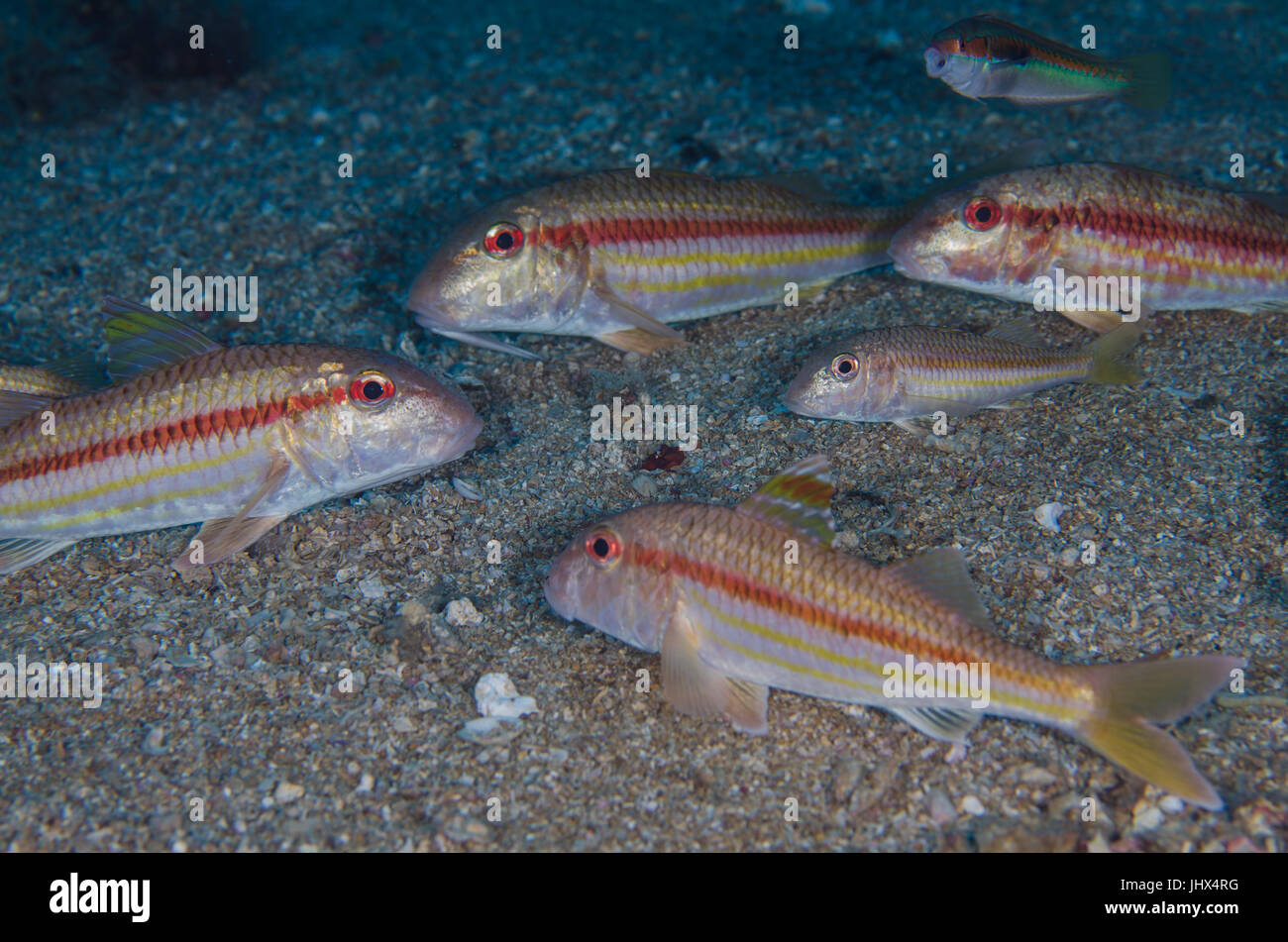 Gestreifte rotbarbe -Fotos und -Bildmaterial in hoher Auflösung – Alamy