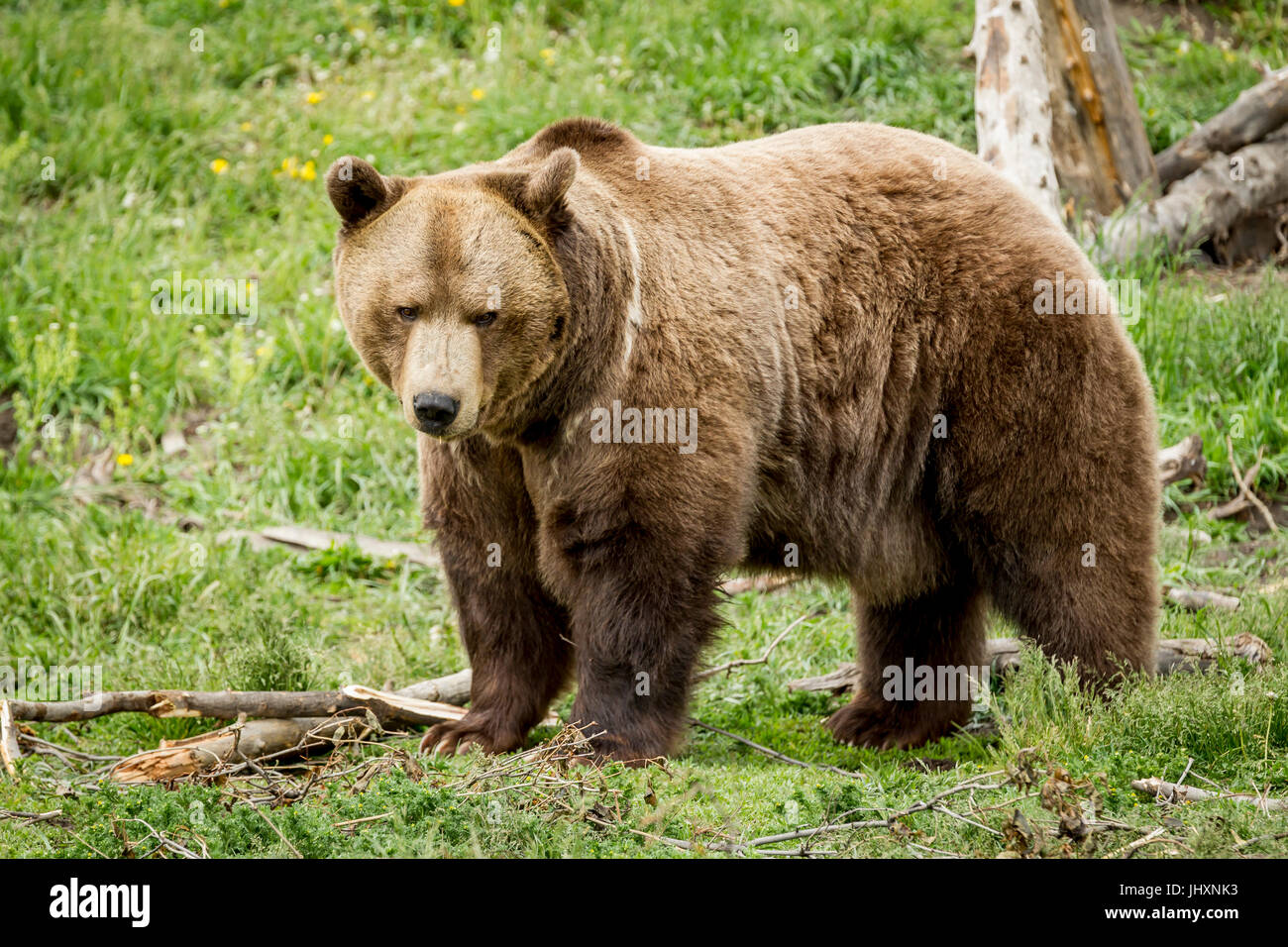 Brown bear face animal -Fotos und -Bildmaterial in hoher Auflösung – Alamy