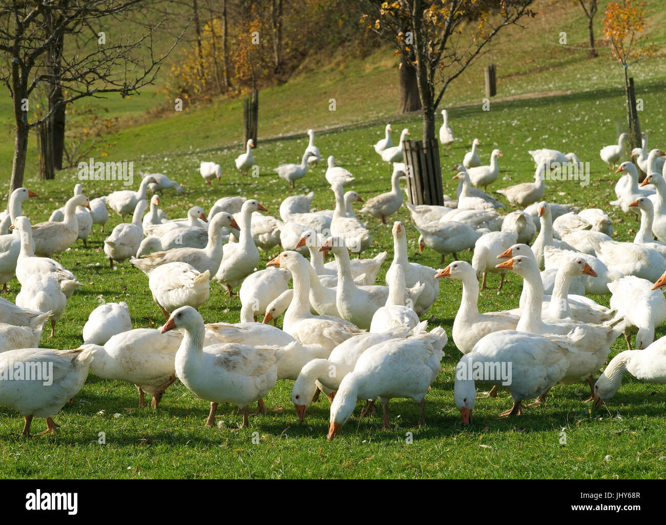 Mastgans mastgänse -Fotos und -Bildmaterial in hoher Auflösung – Alamy