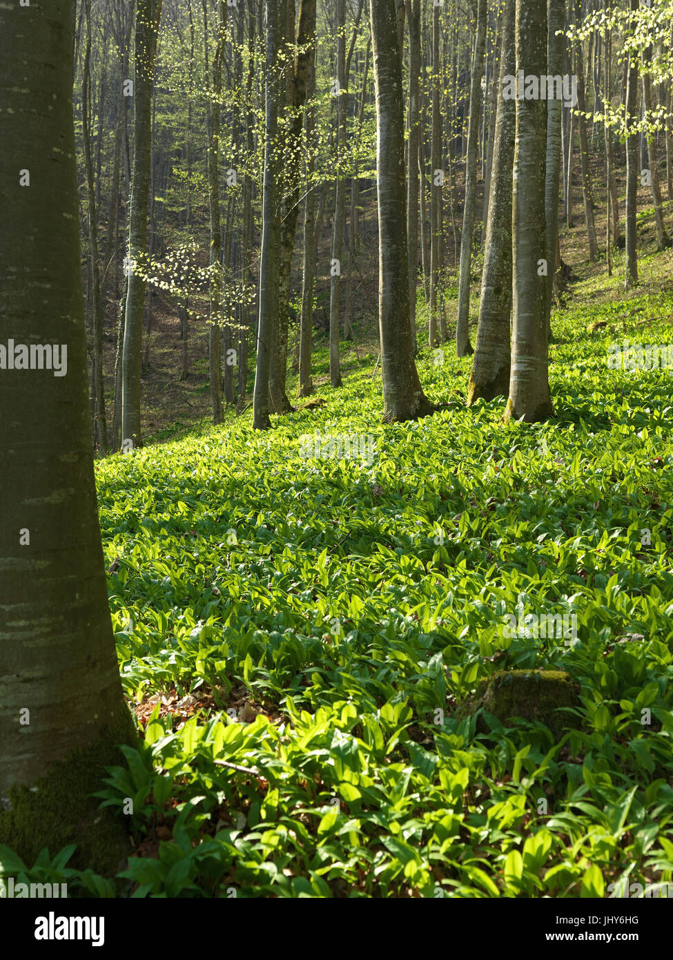 Der laubwald -Fotos und -Bildmaterial in hoher Auflösung – Alamy