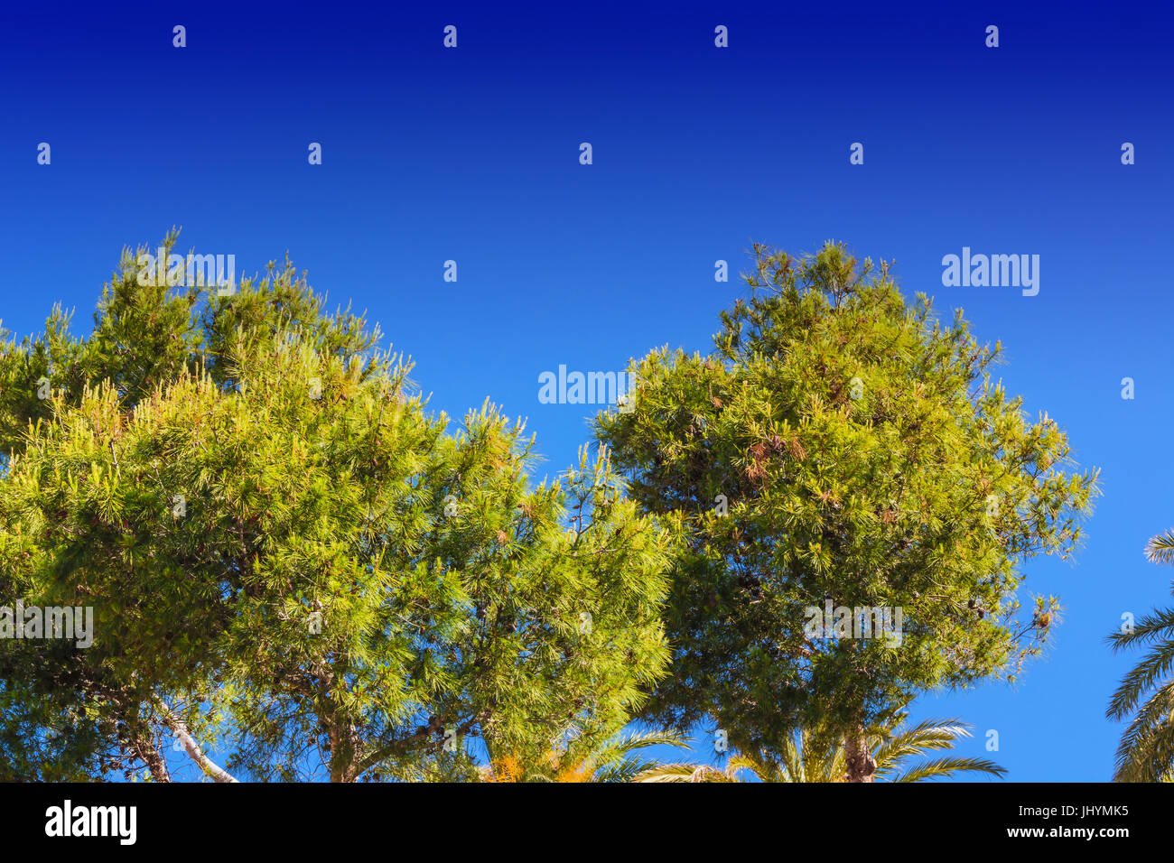 Processionary raupen prozessional raupe nest -Fotos und -Bildmaterial ...