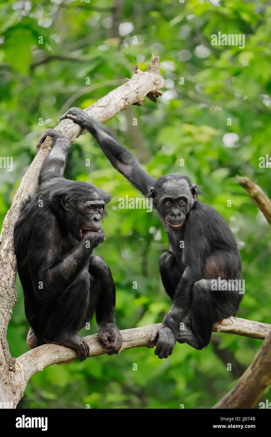 Bonobo / (Pan Paniscus) / Pygmy Schimpanse | Bonobo / (Pan Paniscus ...