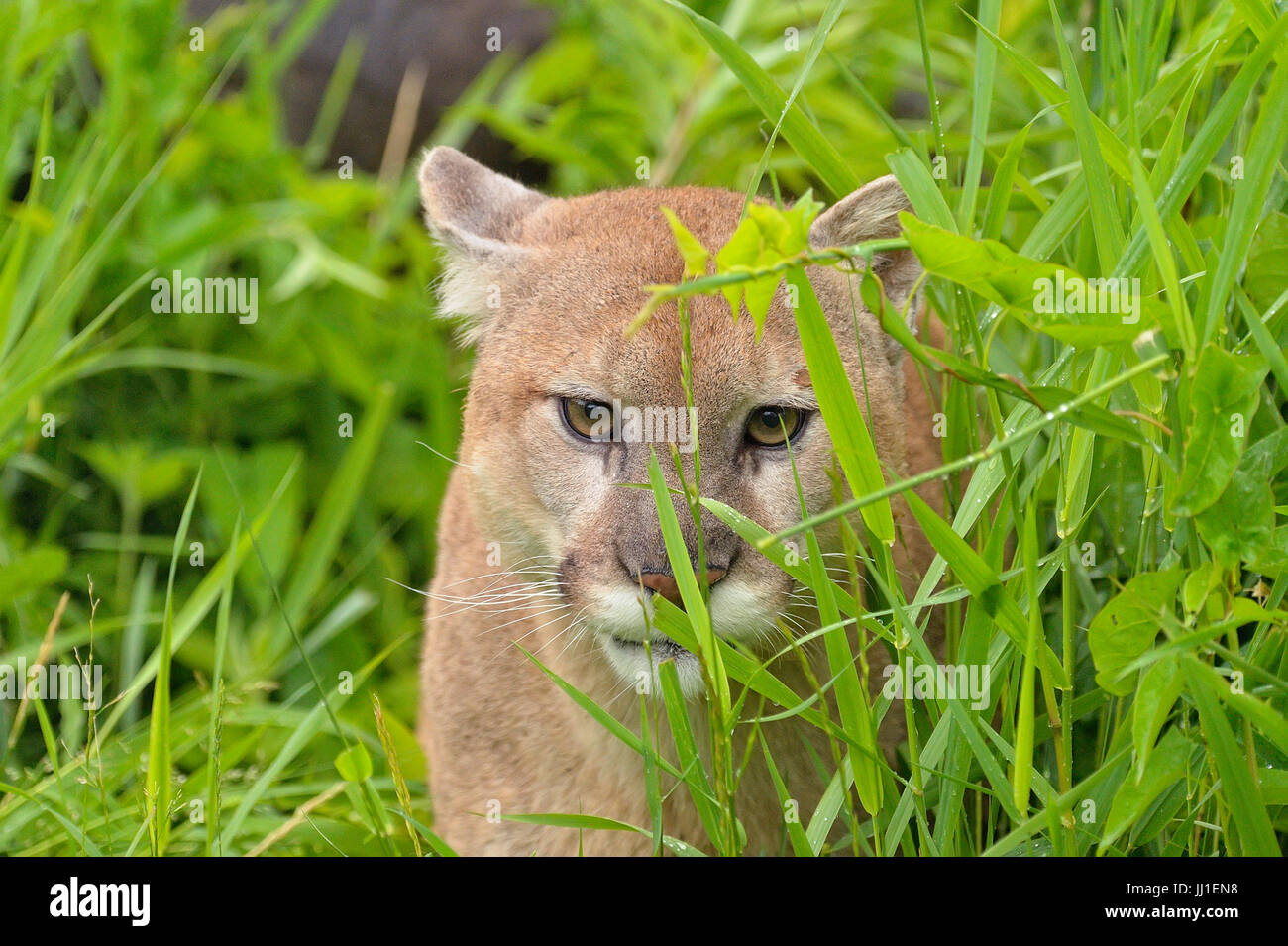 Berglöwe (Puma Concolor) in Gefangenschaft aufgewachsen, Minnesota Wild ...