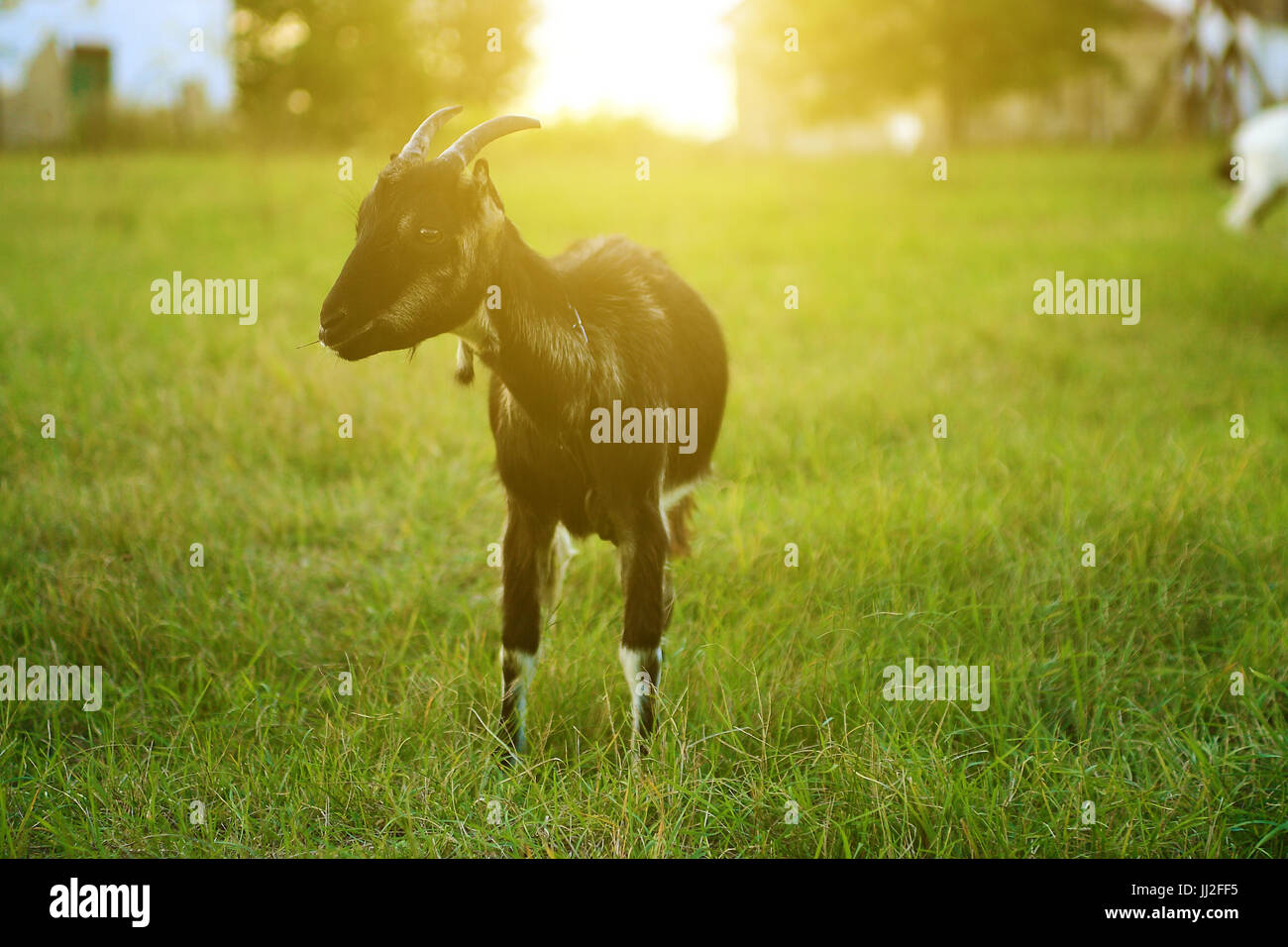 Ziege Herbst Stockfotos und -bilder Kaufen - Alamy