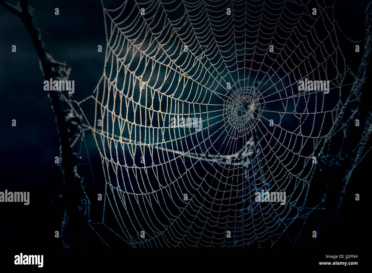 Web Spinnennetz Stockfotos und -bilder Kaufen - Alamy
