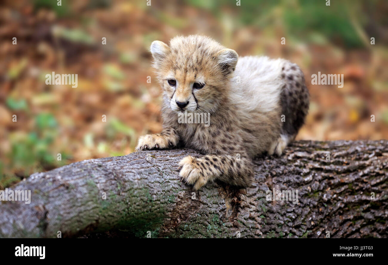 Junger sudan gepard -Fotos und -Bildmaterial in hoher Auflösung – Alamy