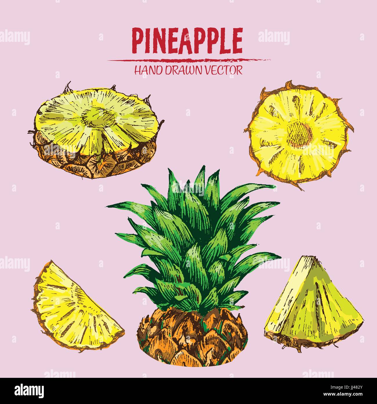 Digitale Vektor detaillierte Linie Kunst Farbe Ananas Frucht ...