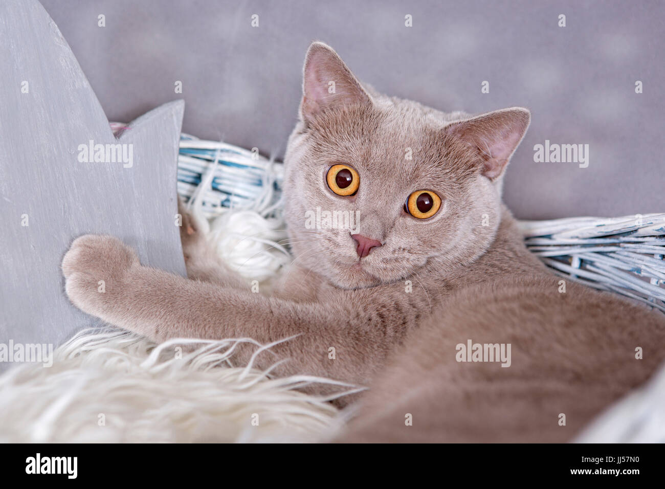 Britisch Kurzhaar. Lilac Kater (7 Monate alten) liegen in einem Korb ...
