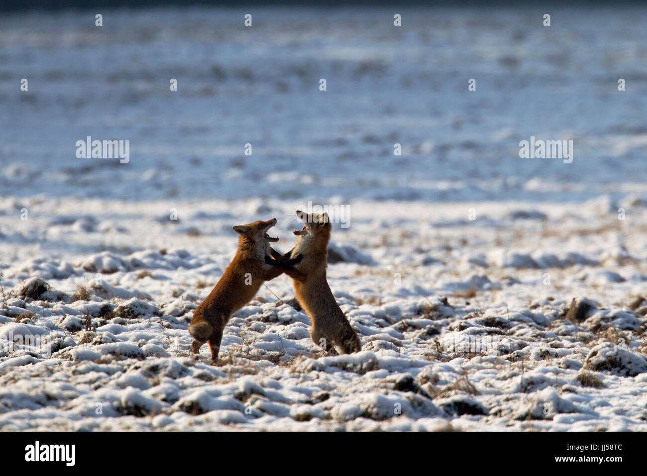 Fuchs paarung -Fotos und -Bildmaterial in hoher Auflösung – Alamy