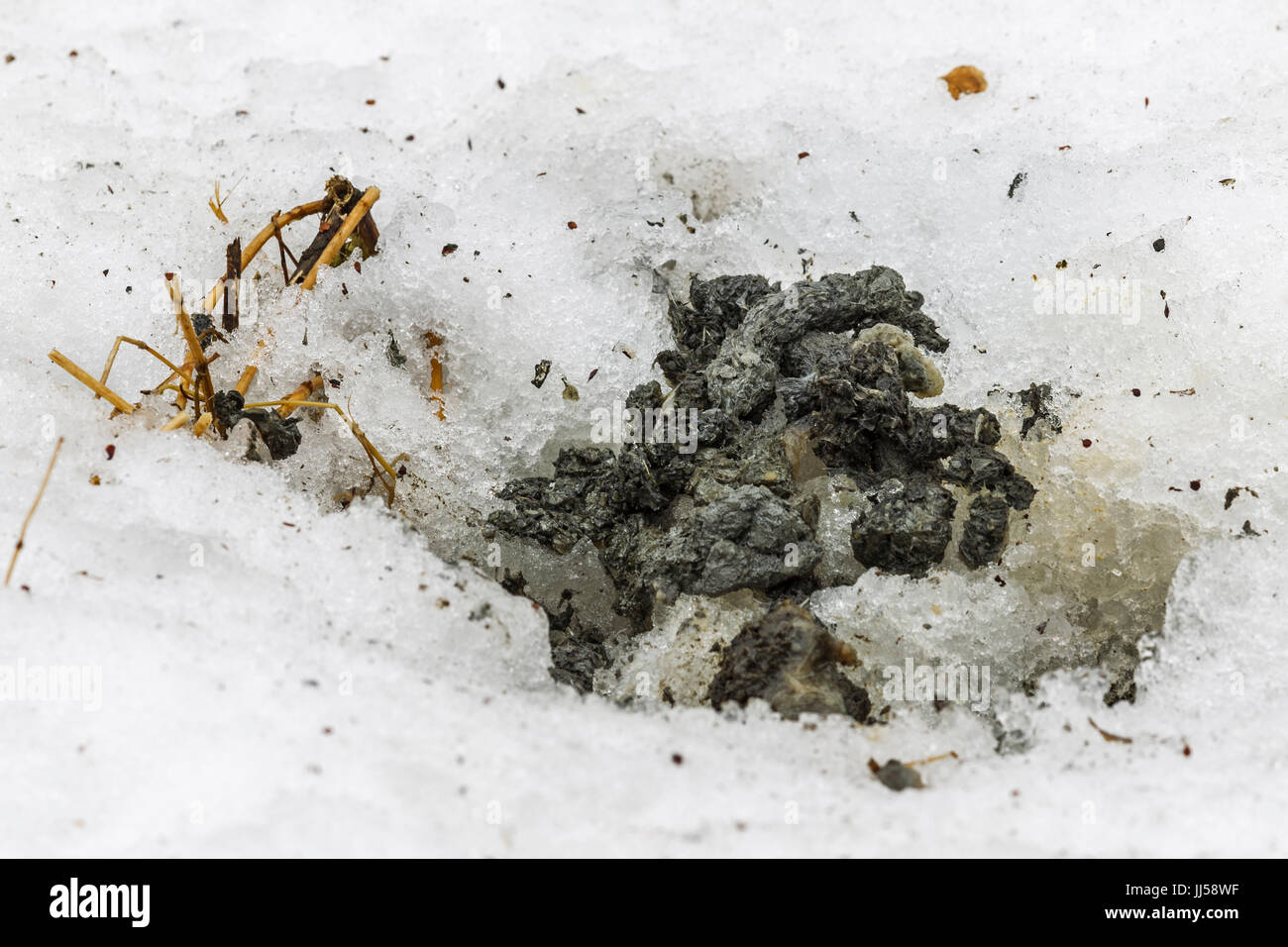 Nerz tier kot -Fotos und -Bildmaterial in hoher Auflösung – Alamy