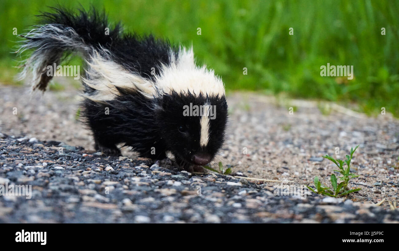 Baby stinktier -Fotos und -Bildmaterial in hoher Auflösung – Alamy