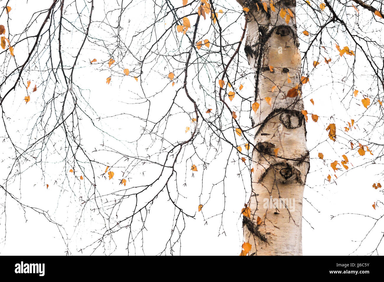 White birch in winter -Fotos und -Bildmaterial in hoher Auflösung ...