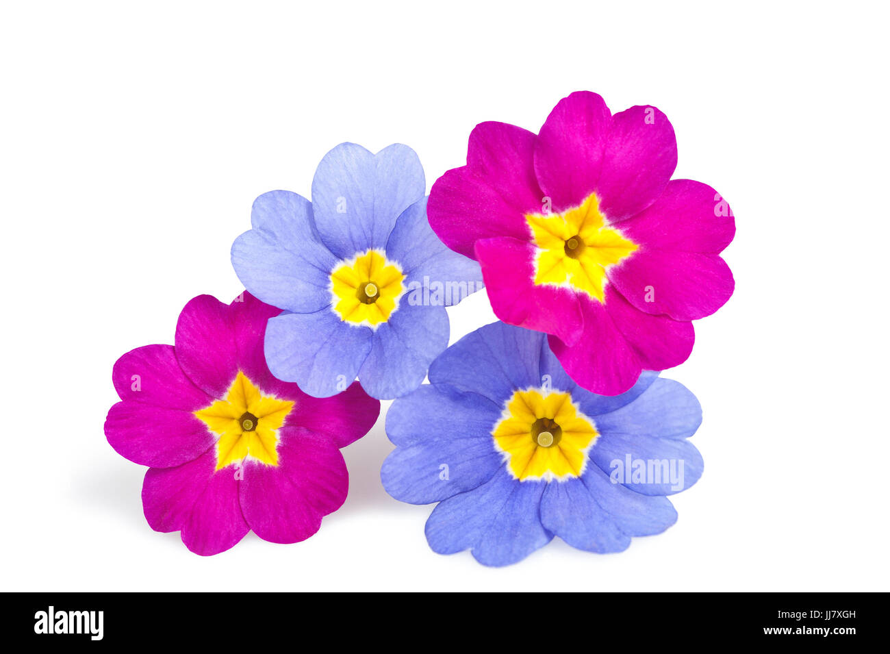 Bunte primeln -Fotos und -Bildmaterial in hoher Auflösung – Alamy