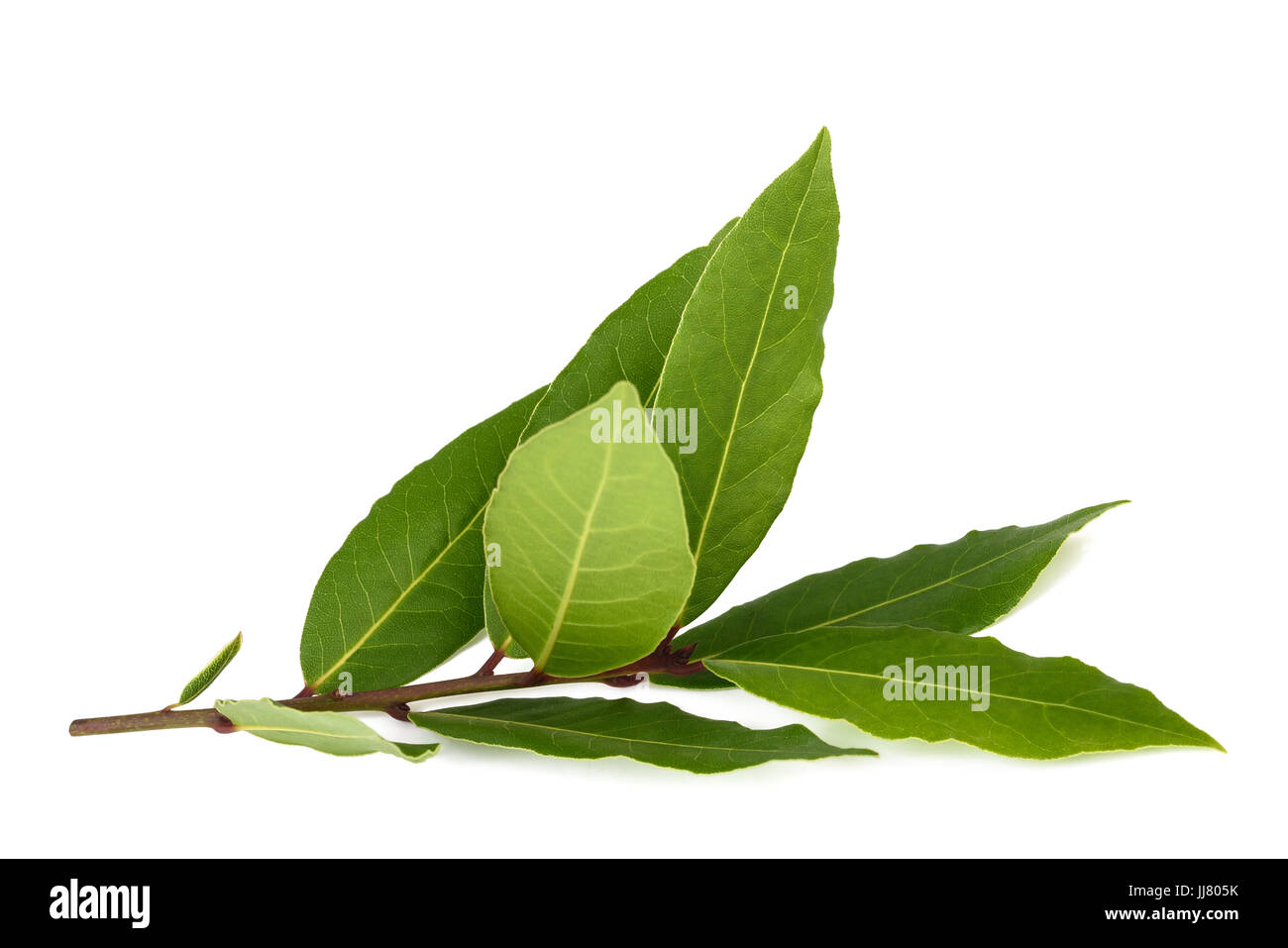 Griechischer Lorbeer Stockfotos und -bilder Kaufen - Alamy