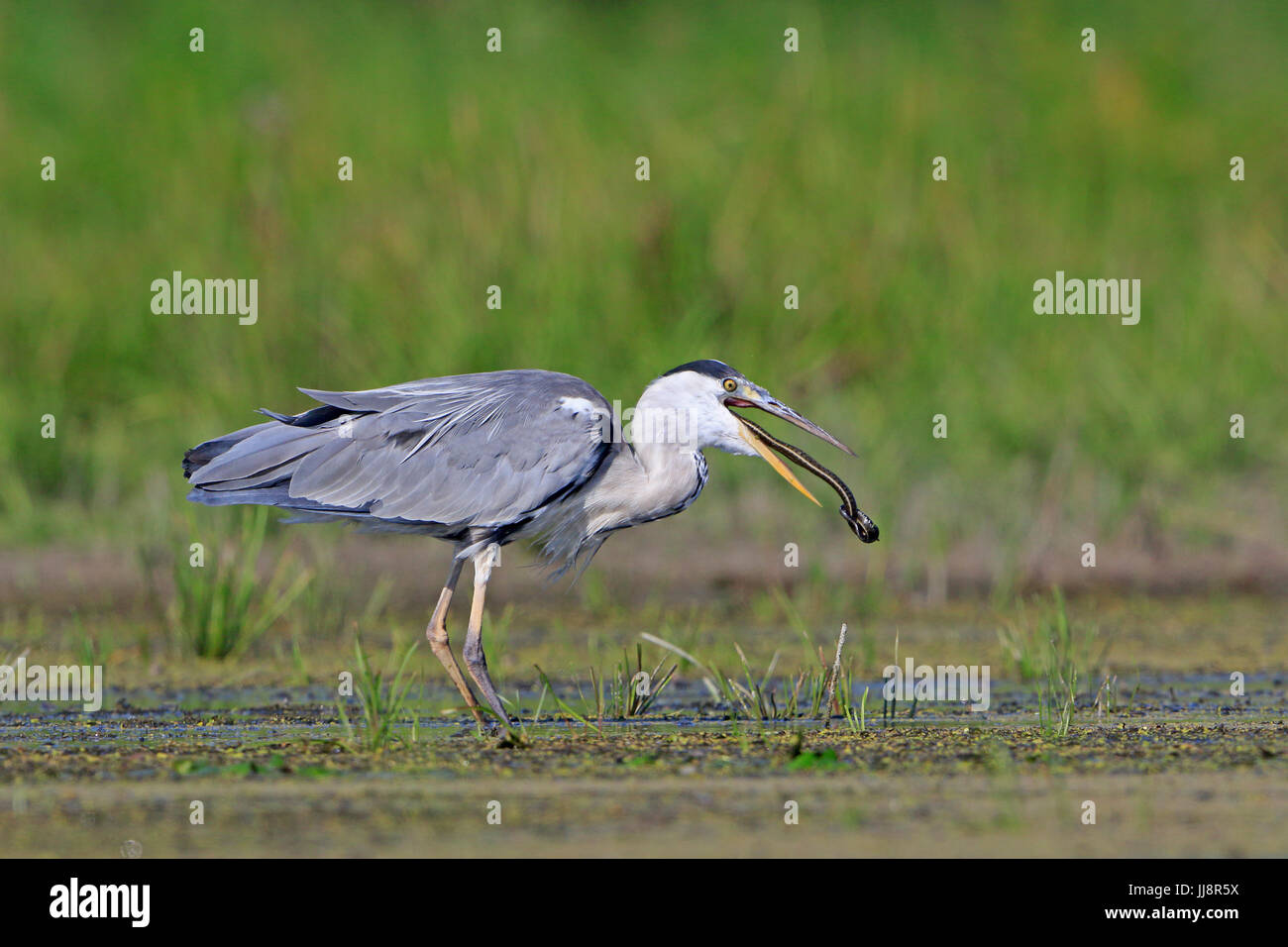 Schlange vogel essen -Fotos und -Bildmaterial in hoher Auflösung – Alamy