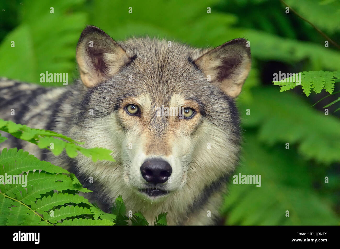 Caniden Canidae Eckzahn Stockfotos und -bilder Kaufen - Alamy