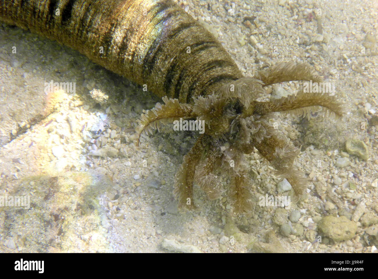 Godeffroys seegurke -Fotos und -Bildmaterial in hoher Auflösung – Alamy