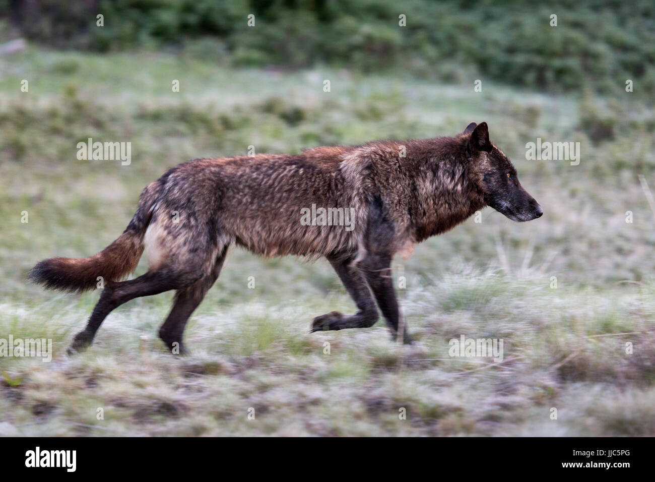 Black Wolves Stockfotos und -bilder Kaufen - Alamy
