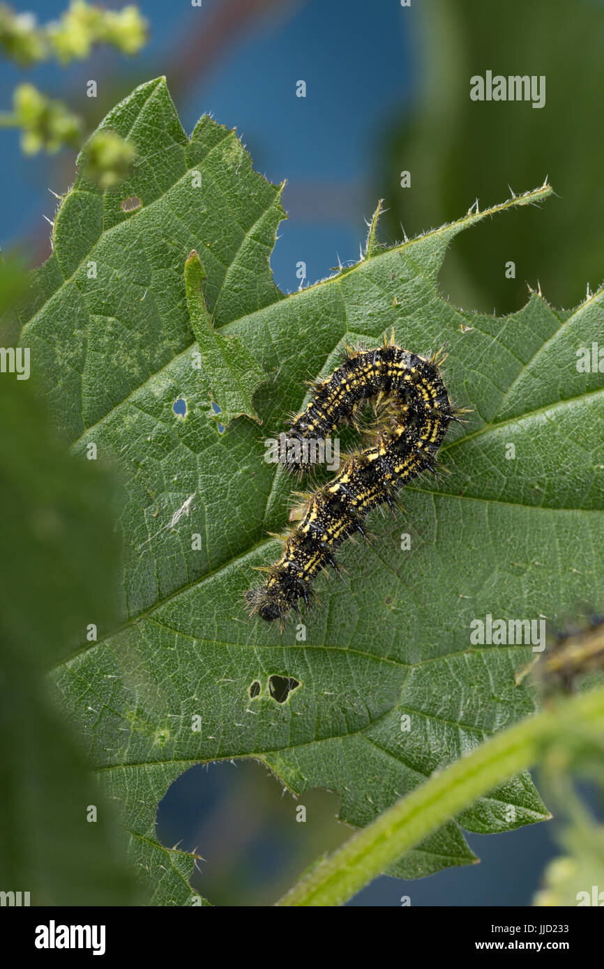 Kleiner Fuchs, Raupe Frisst eine Brennnessel, Raupe, kleiner Fuchs ...