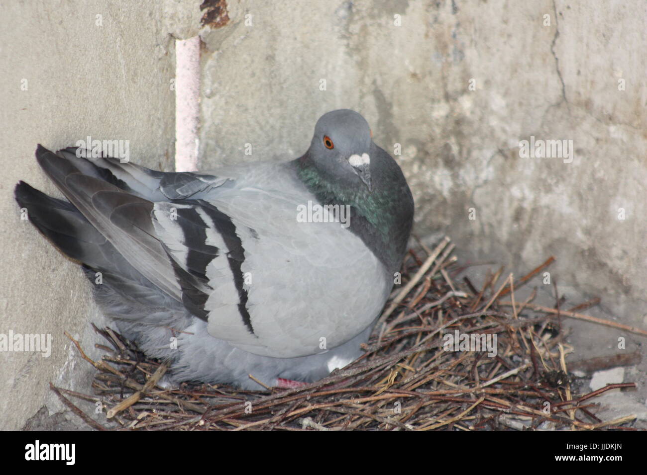 Taubeneier Im Nest Stockfotos und -bilder Kaufen - Alamy