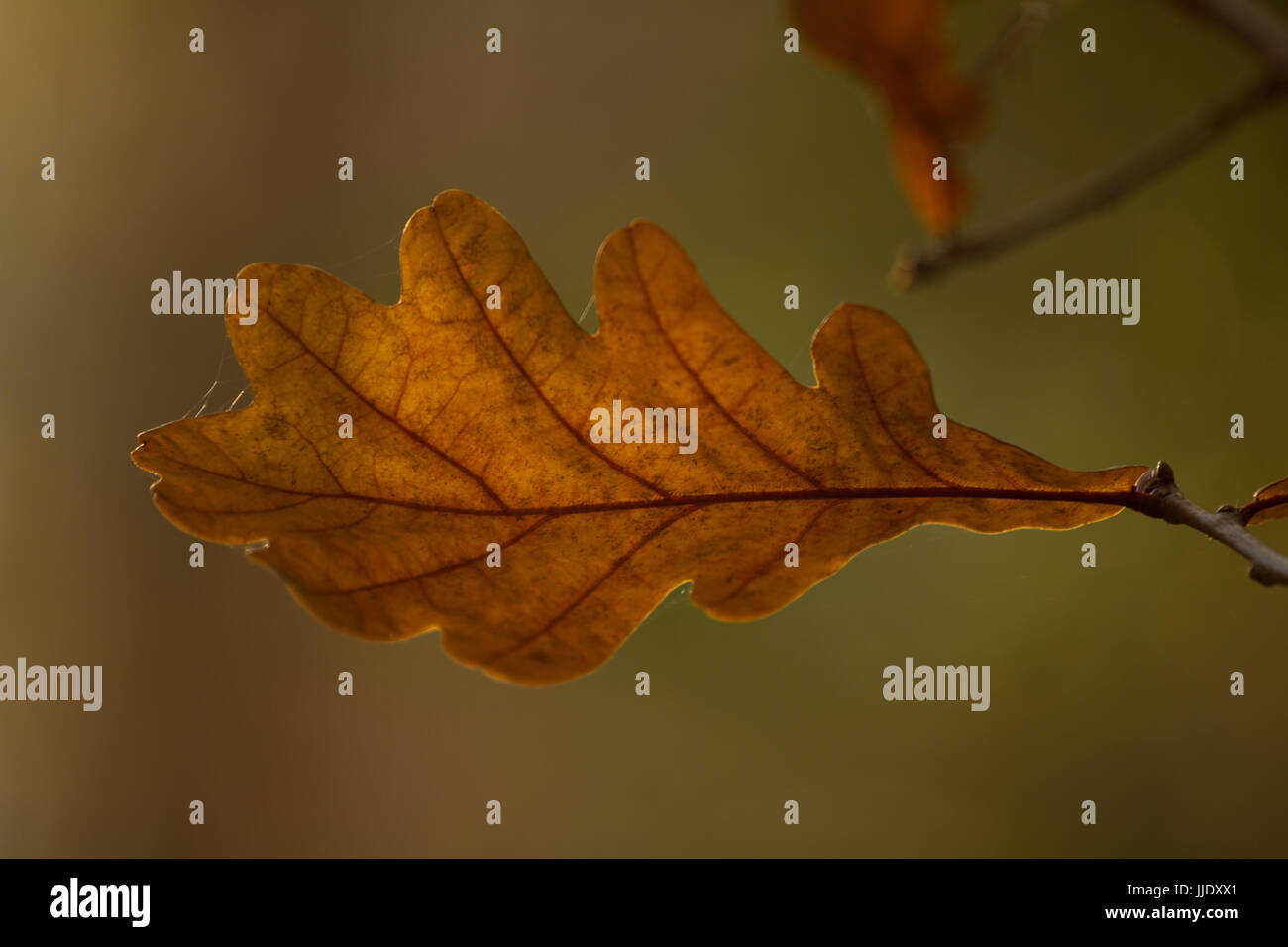 Muster eichenblatt -Fotos und -Bildmaterial in hoher Auflösung – Alamy