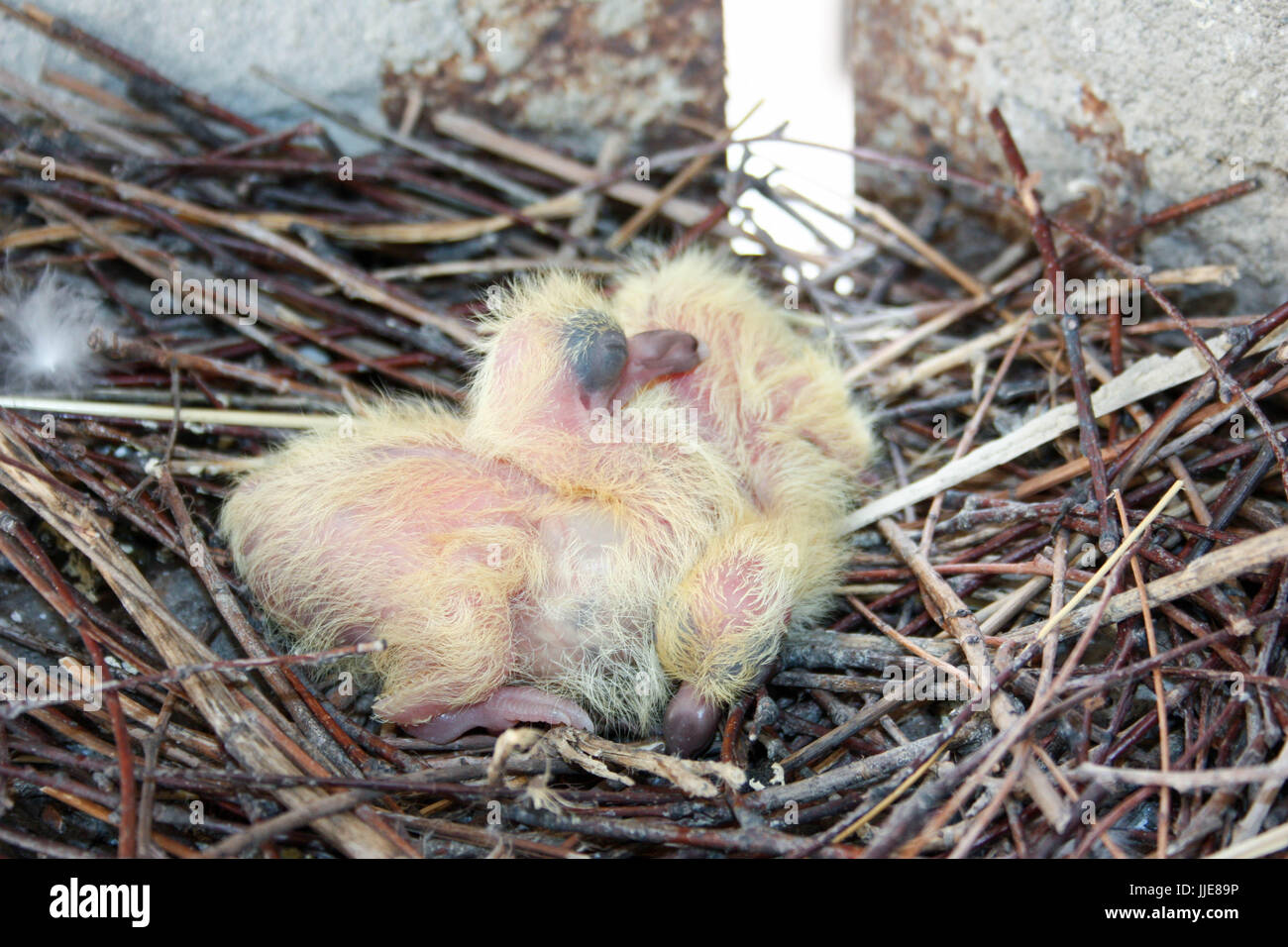 Holz taubenei -Fotos und -Bildmaterial in hoher Auflösung – Alamy
