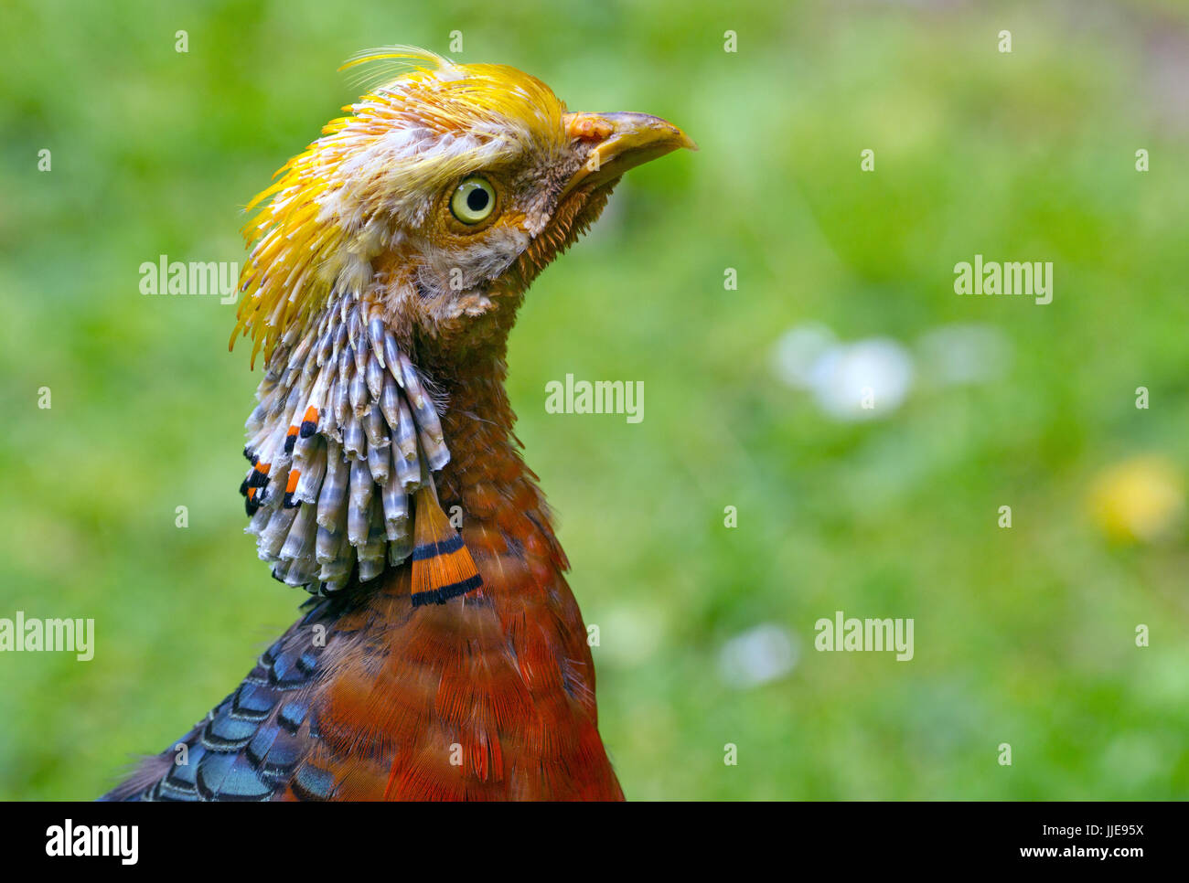 Chinesischer fasan chrysolophus pictus -Fotos und -Bildmaterial in ...