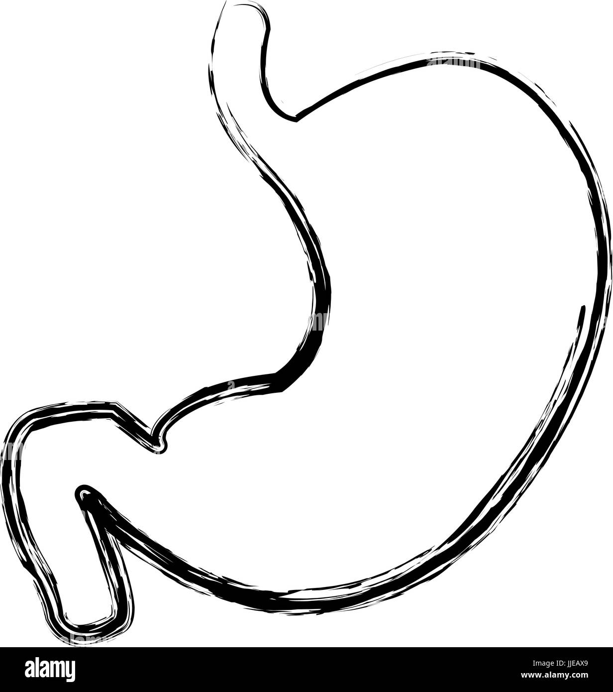 menschliche Innere Organ Verdauungssystem Anatomie Magen Stock ...