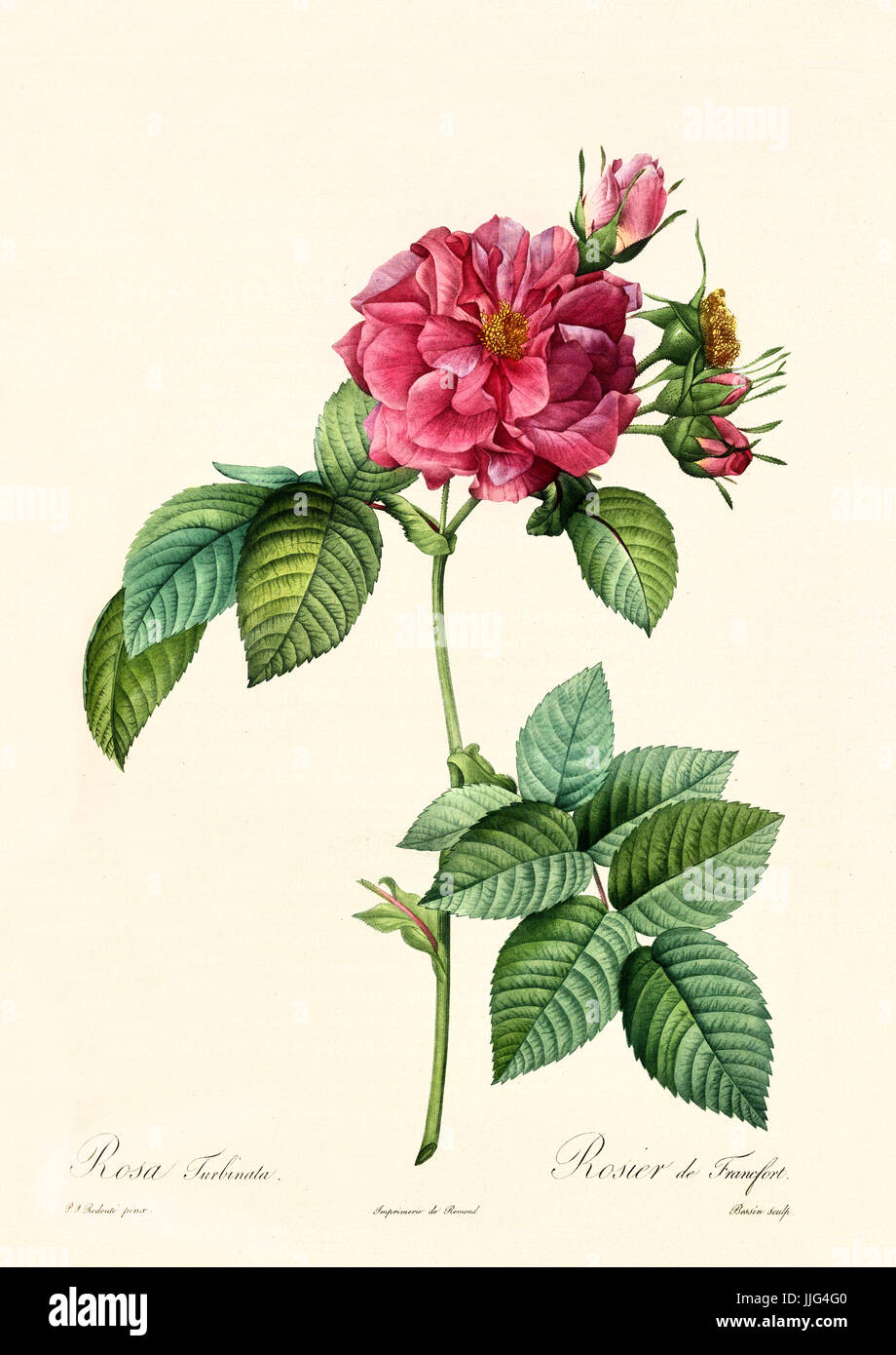 Rosa turbinata -Fotos und -Bildmaterial in hoher Auflösung – Alamy