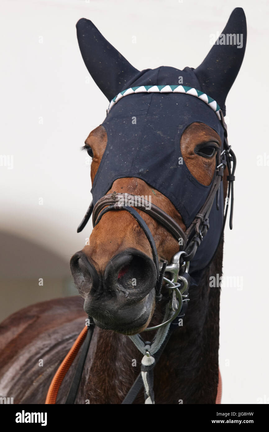 Rennpferd blinker -Fotos und -Bildmaterial in hoher Auflösung – Alamy