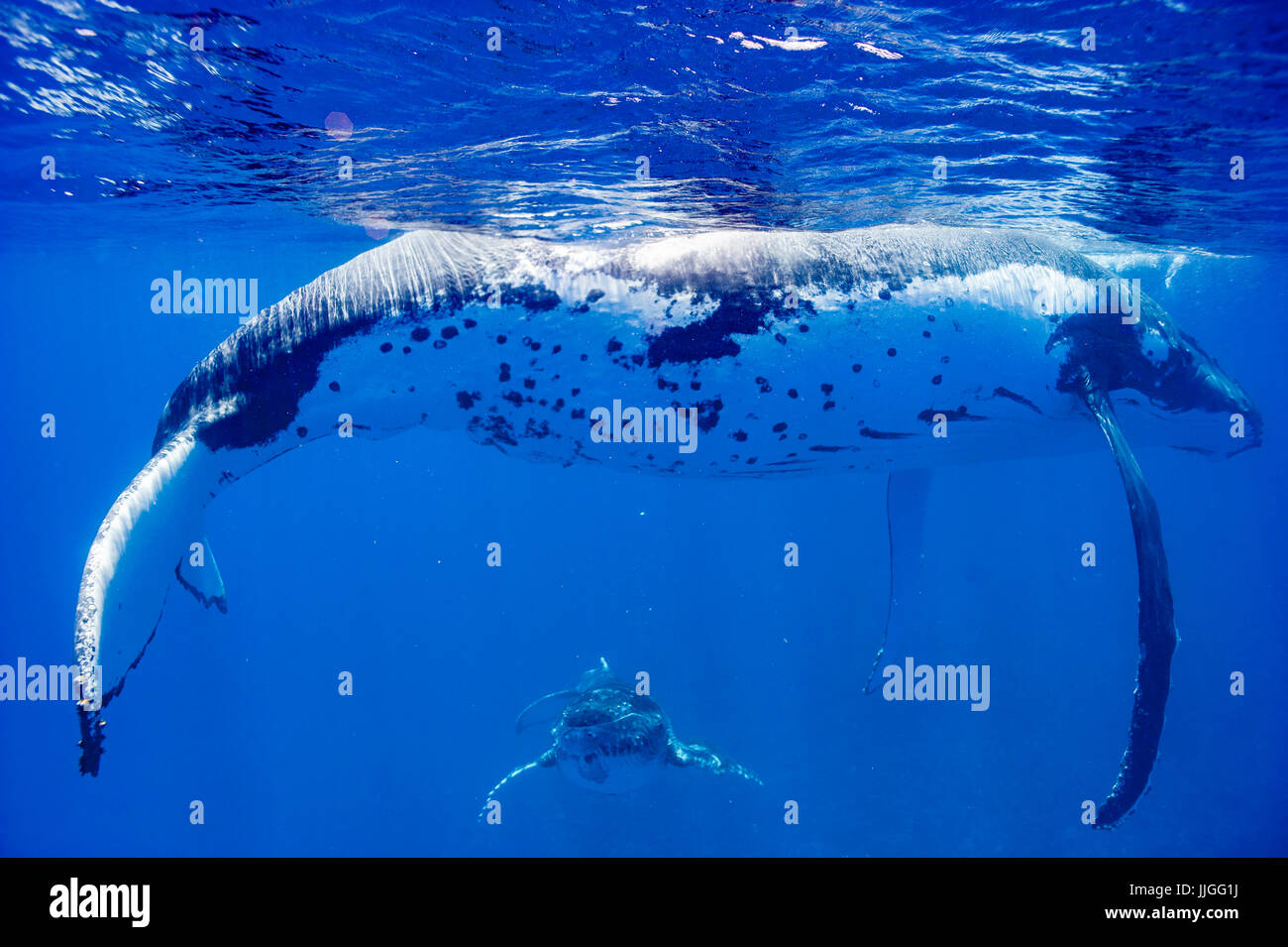 Haapai inselgruppe -Fotos und -Bildmaterial in hoher Auflösung – Alamy