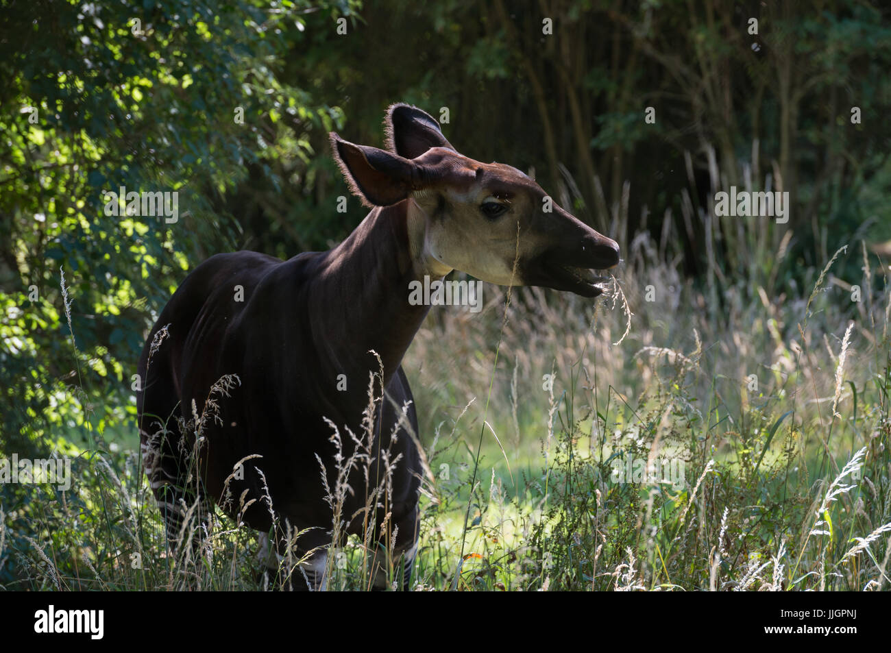 Okapi okapia johnstoni adult -Fotos und -Bildmaterial in hoher ...