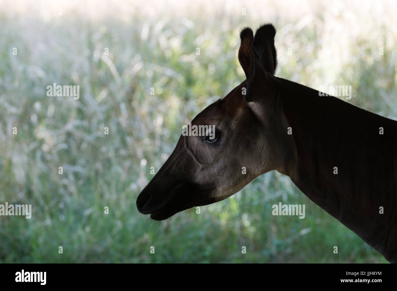 Okapi okapia johnstoni adult -Fotos und -Bildmaterial in hoher ...