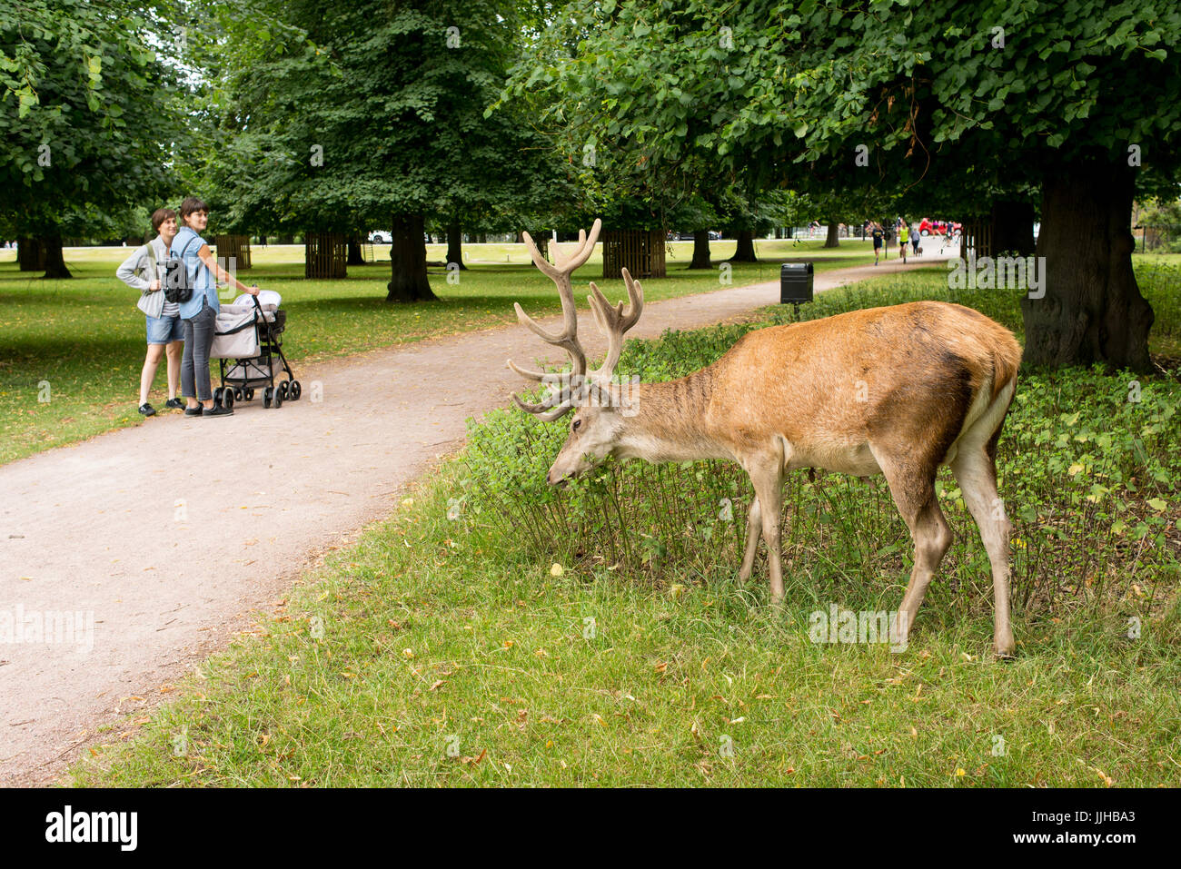 London Hirsch Stockfotos und -bilder Kaufen - Alamy