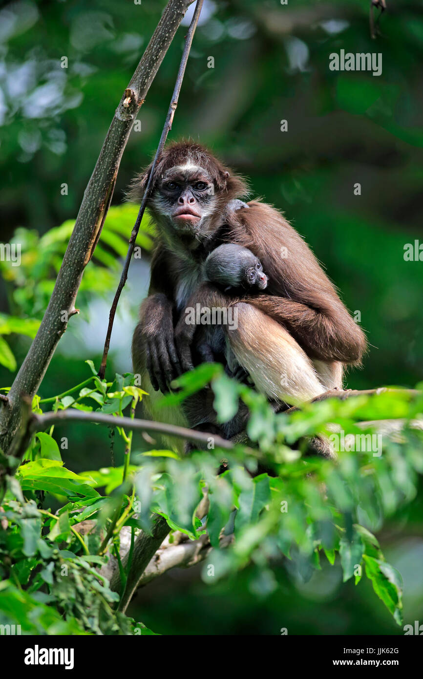 White-bellied Klammeraffe, langhaarige Klammeraffe (Ateles Belzebuth ...