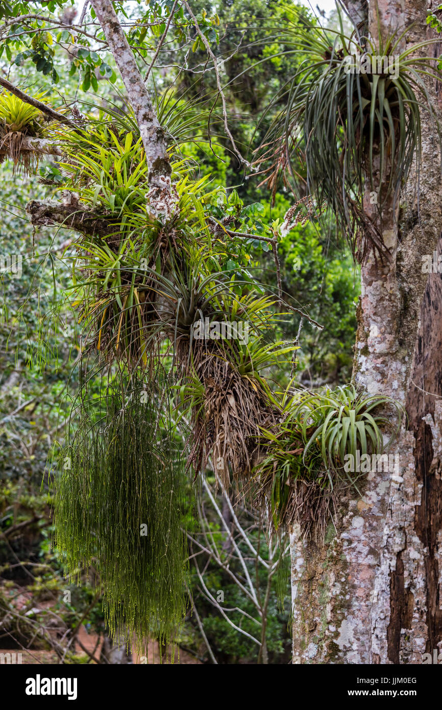 BROMELIEN wachsen am Weg zum SALTO DE CABURNÍ befindet sich die TOPES ...