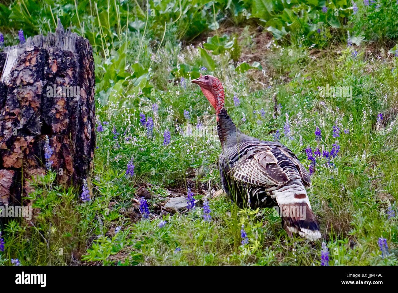 Truthahnvogel isoliert -Fotos und -Bildmaterial in hoher Auflösung – Alamy