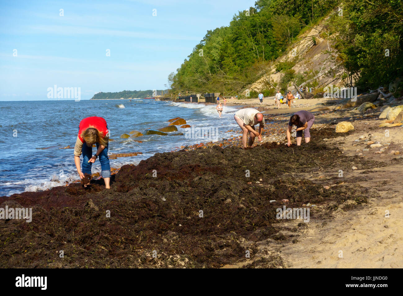 Menschen auf der Suche nach Bernstein in Algen an der Küste der Ostsee ...