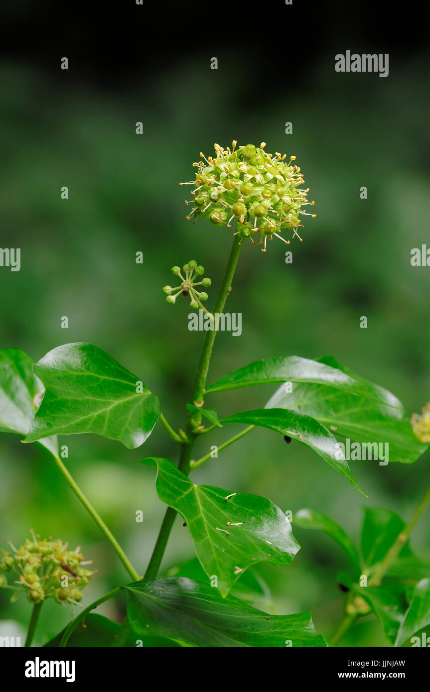 Hedera helix -Fotos und -Bildmaterial in hoher Auflösung – Alamy