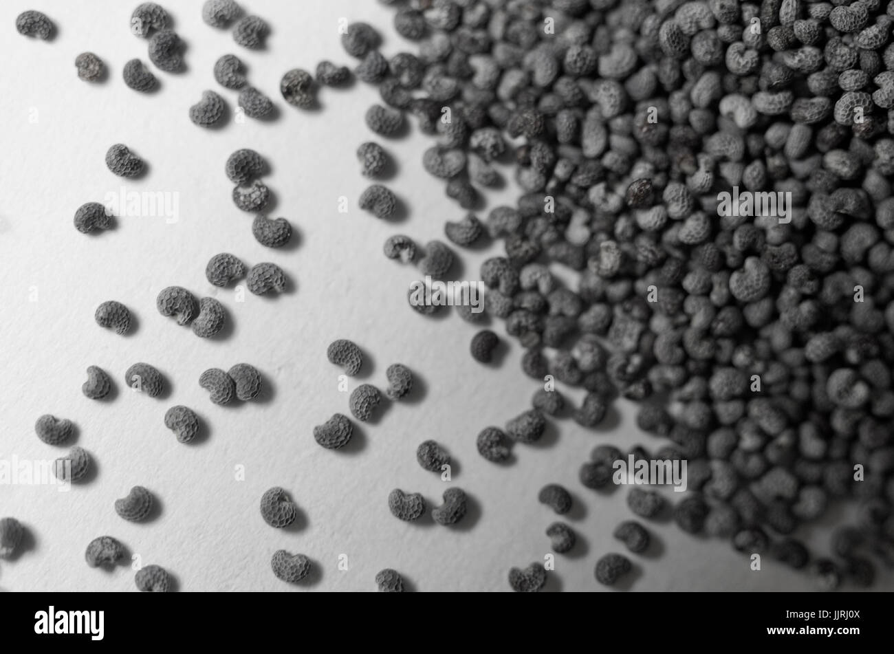 Opiumernte mohn -Fotos und -Bildmaterial in hoher Auflösung – Alamy