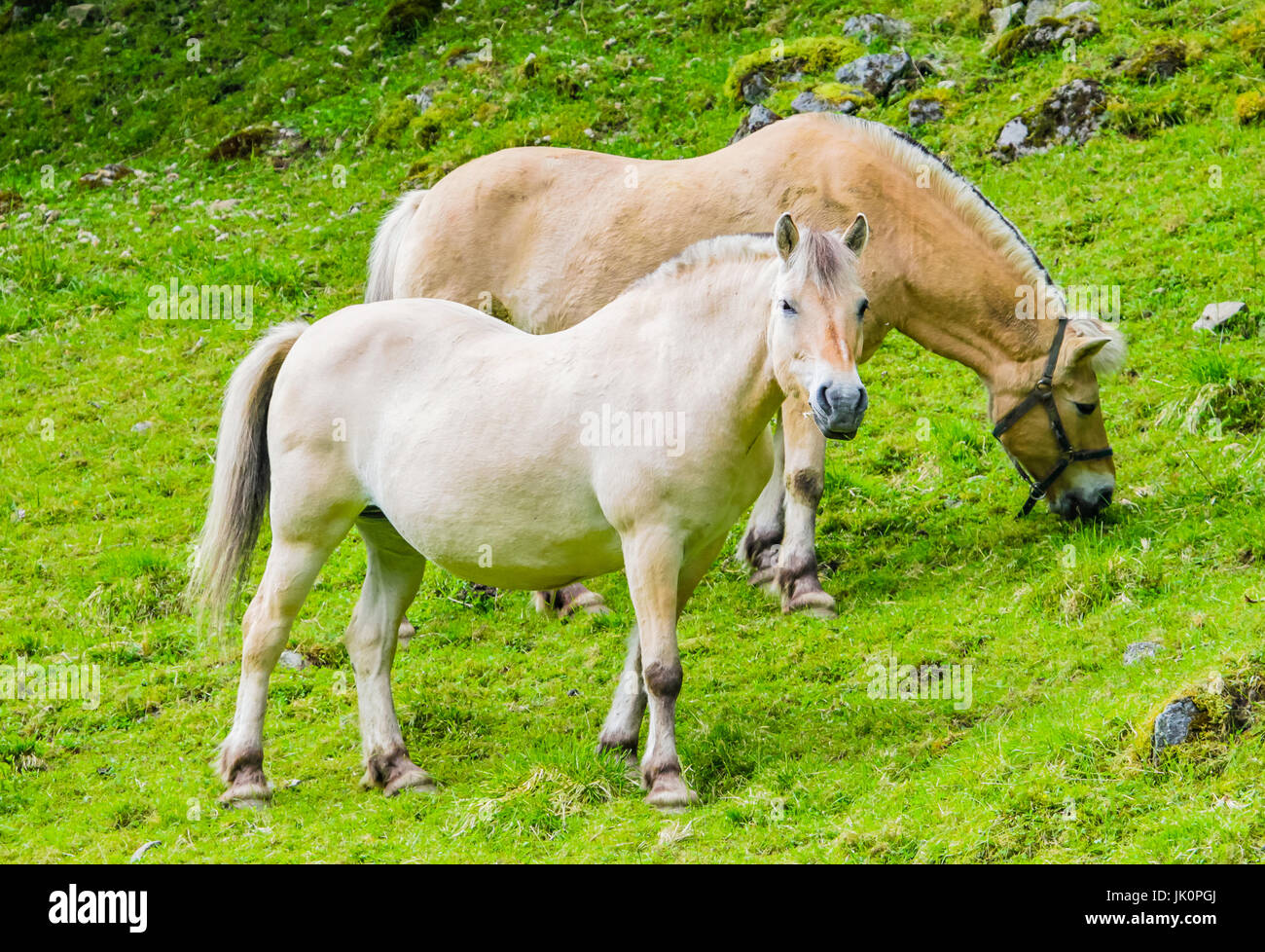 Norwegian fjord horse stallion standing -Fotos und -Bildmaterial in ...
