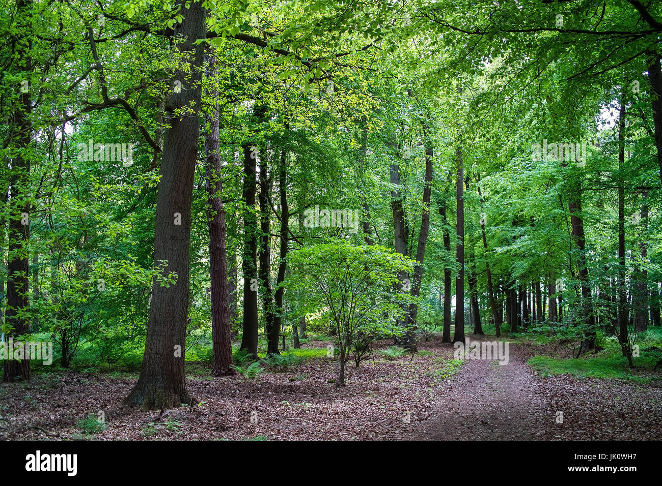 Buchenwald construction -Fotos und -Bildmaterial in hoher Auflösung – Alamy