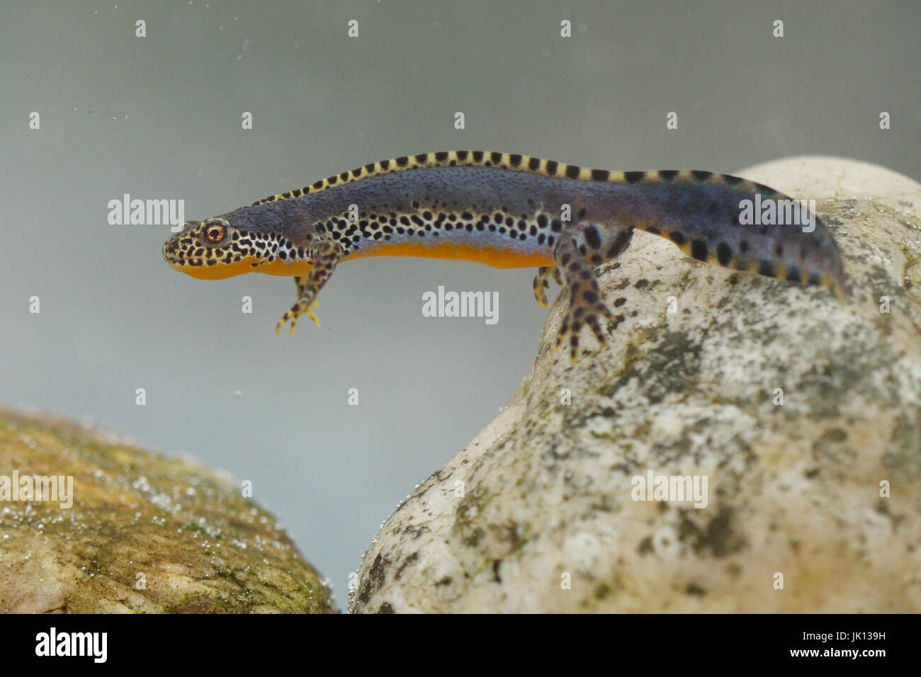 Echte Salamanders Stockfotos und -bilder Kaufen - Alamy