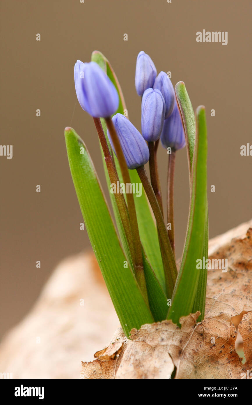 Blauer Stern, 2-leaved Scilla Bifolia, Blaustern, Zweiblaettrig (Scilla ...