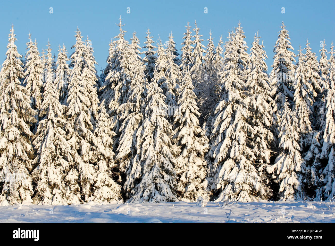 Snow covered firs -Fotos und -Bildmaterial in hoher Auflösung – Alamy
