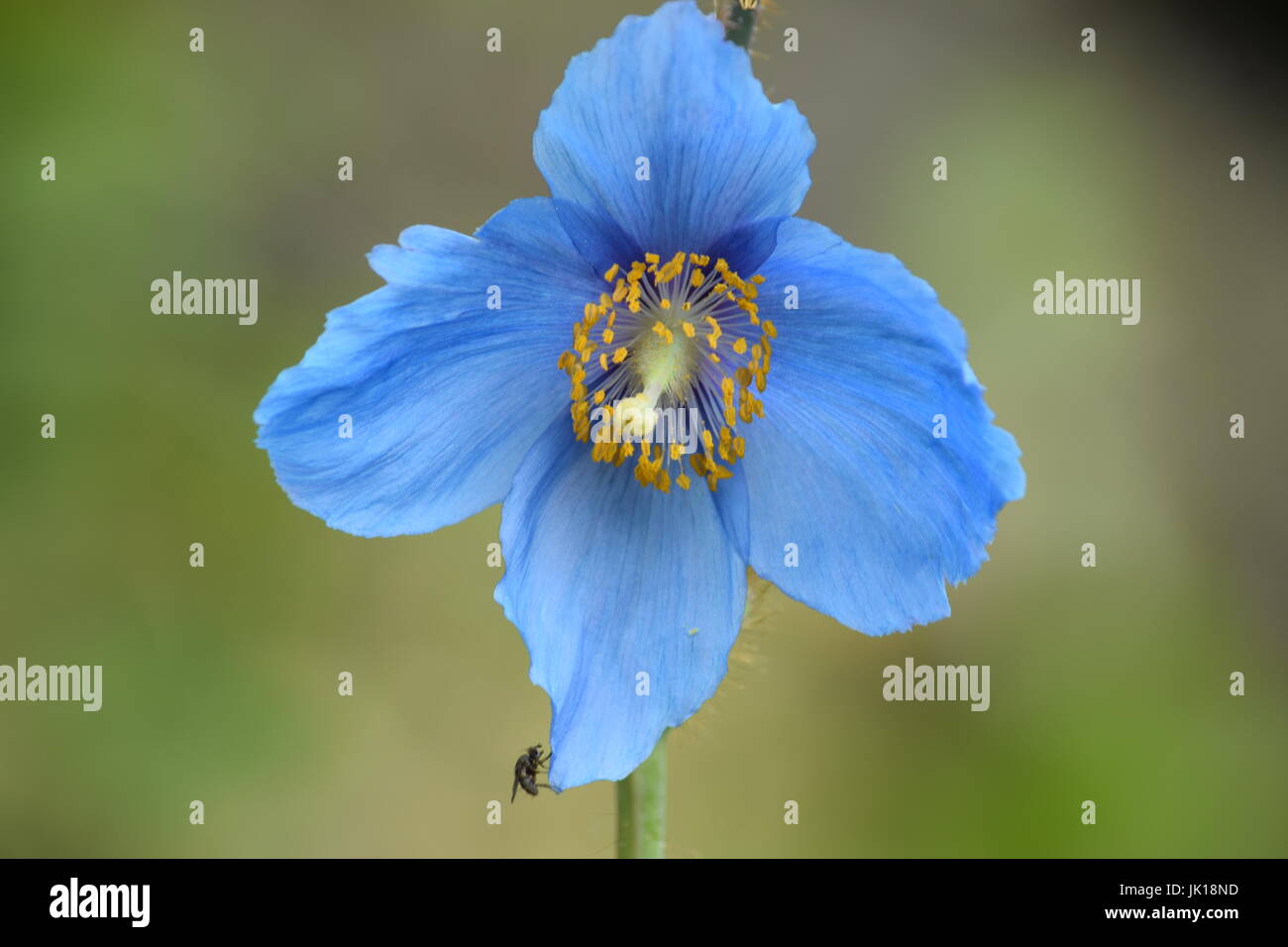 Blaue mohnblume meconopsis betonicifolia -Fotos und -Bildmaterial in ...