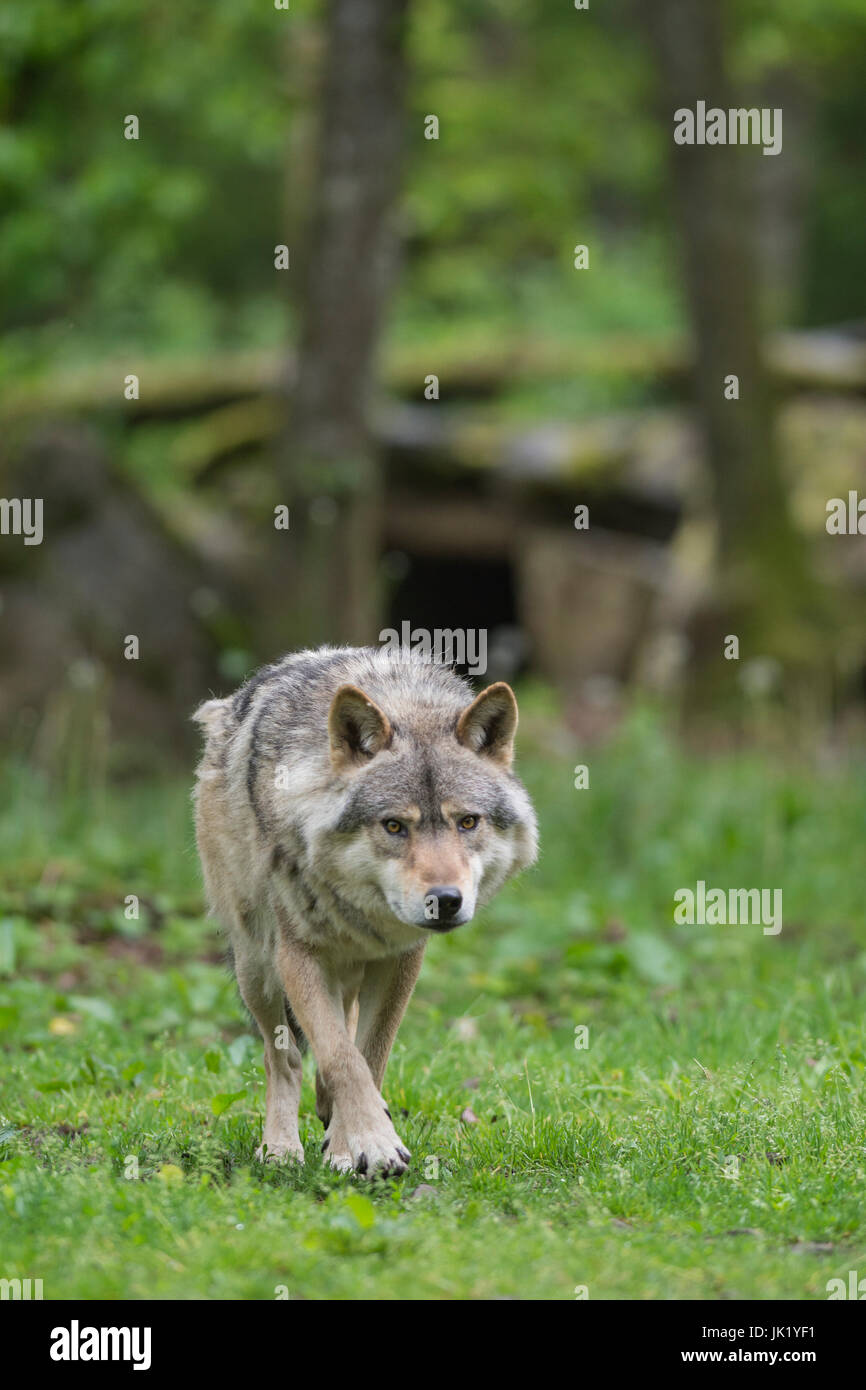 Wolf howl yellowstone -Fotos und -Bildmaterial in hoher Auflösung – Alamy