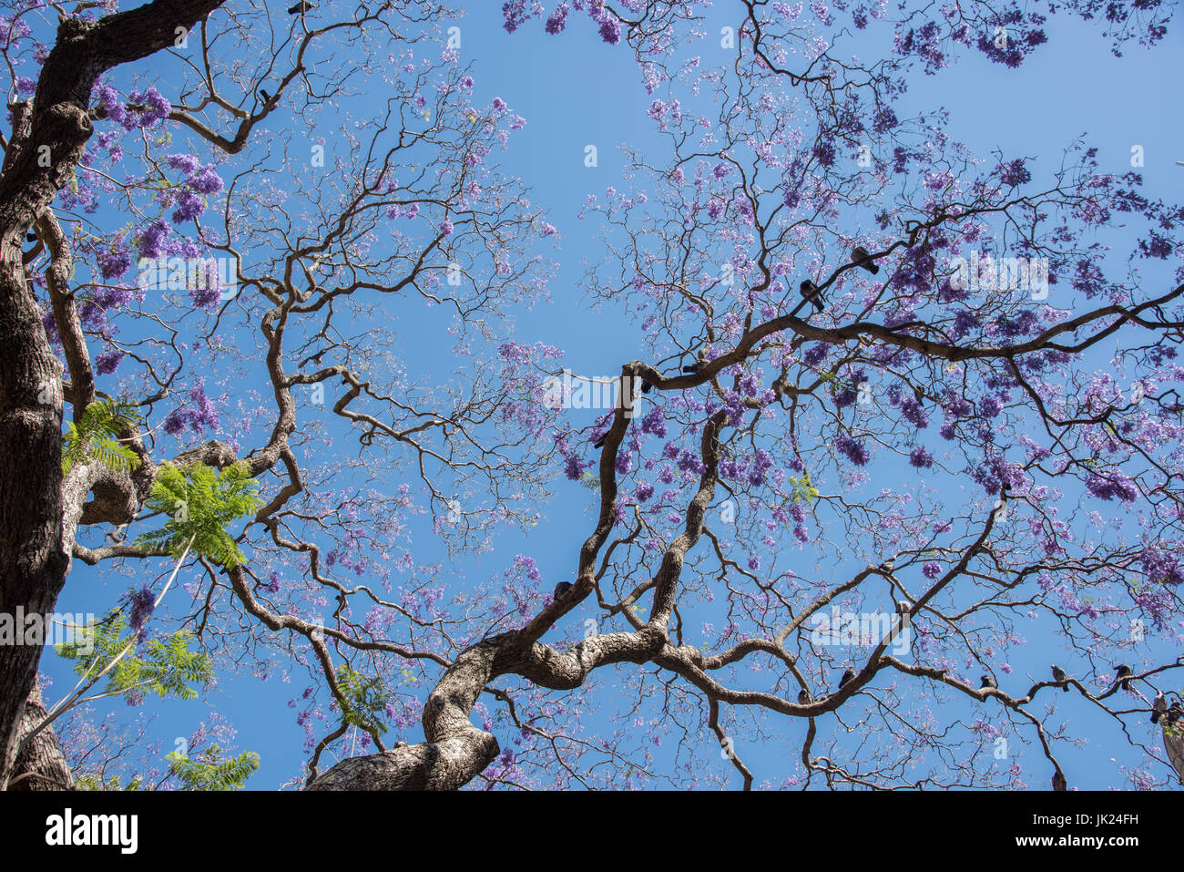 Jacaranda Baum Stockfotos und -bilder Kaufen - Alamy