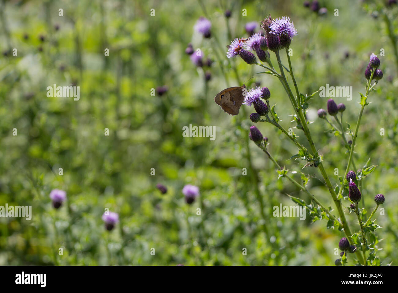 Lila disteln -Fotos und -Bildmaterial in hoher Auflösung – Alamy